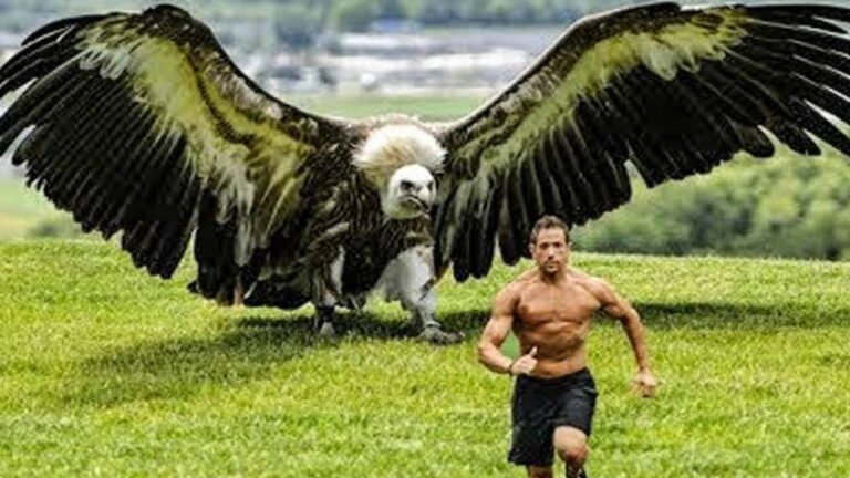 Descubre cuál es el águila más grande del mundo: Guía completa - Bujalance
